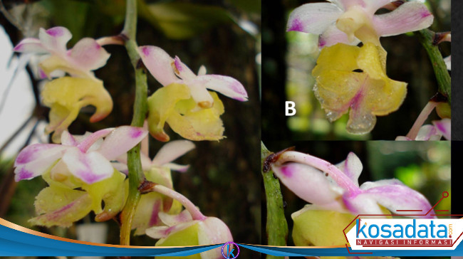 BRIN Temukan Spesies Baru di Sulawesi, Anggrek Kuku Macan Terindah di Indonesia